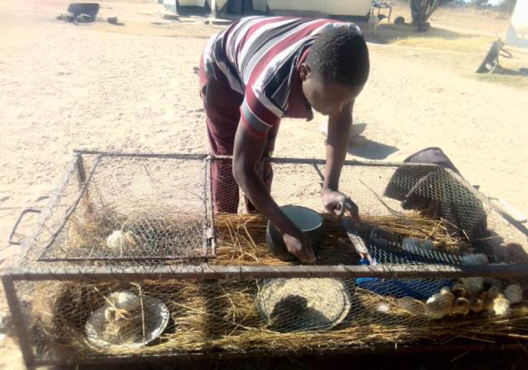 Youth draws livelihood and purpose from indigenous chicken project ...