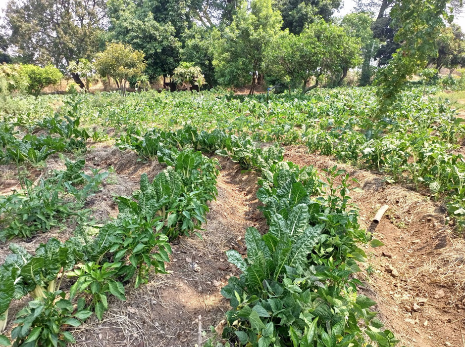 Sustainable farming transforms life of former convict – Pelum ZWE