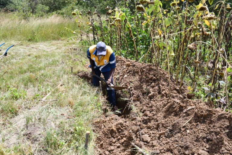 Youth Led Agroecology Transforms Farming and Food Security in Chikukwa ...